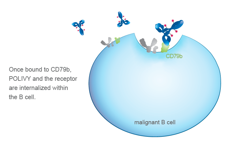 POLIVY® (polatuzumab vedotin-piiq) Mechanism of Action
