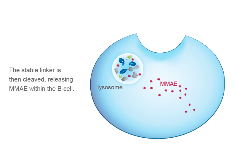 POLIVY® (polatuzumab vedotin-piiq) Mechanism of Action